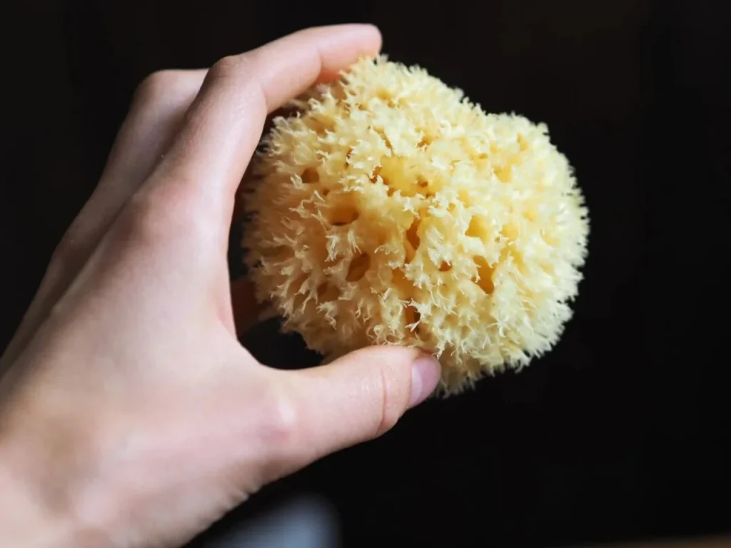 Amazing Facts About Sea Sponges for Personal Care - Promis Klatsch